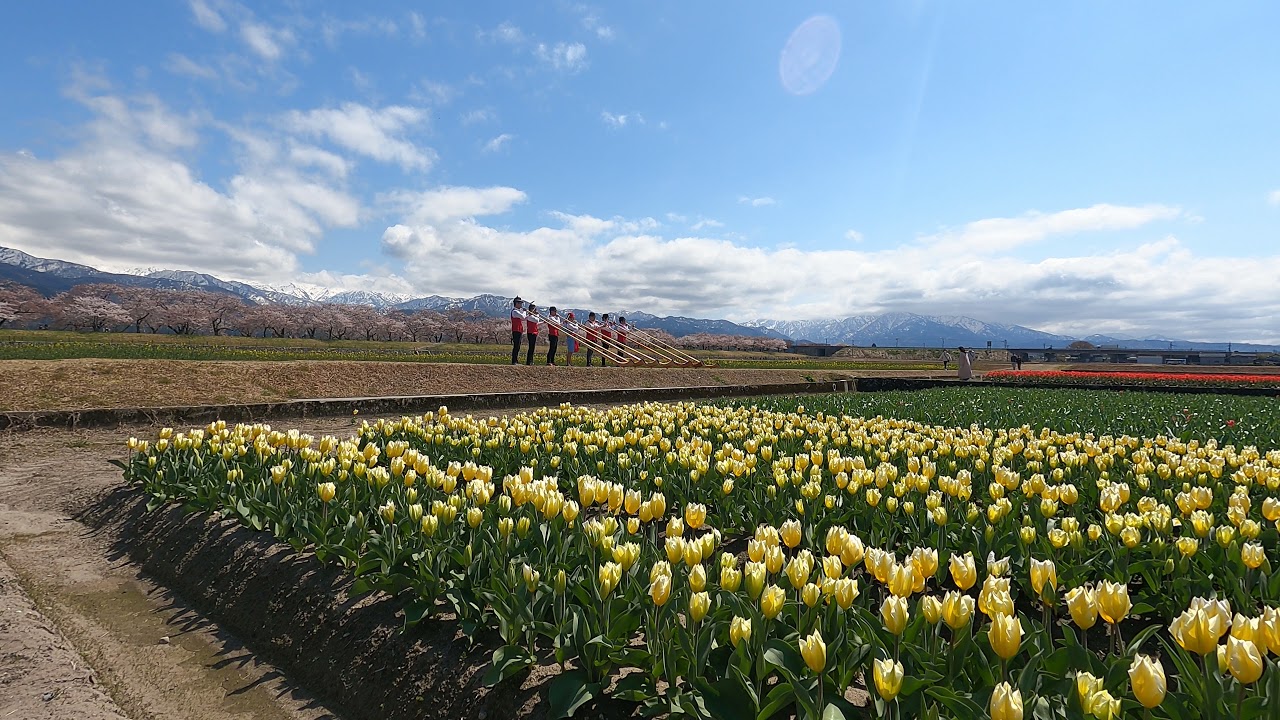 [4K] Asahi Funakawa Spring Quartet 2021 | あさひ舟川「春の四重奏」- Alphorn show ...