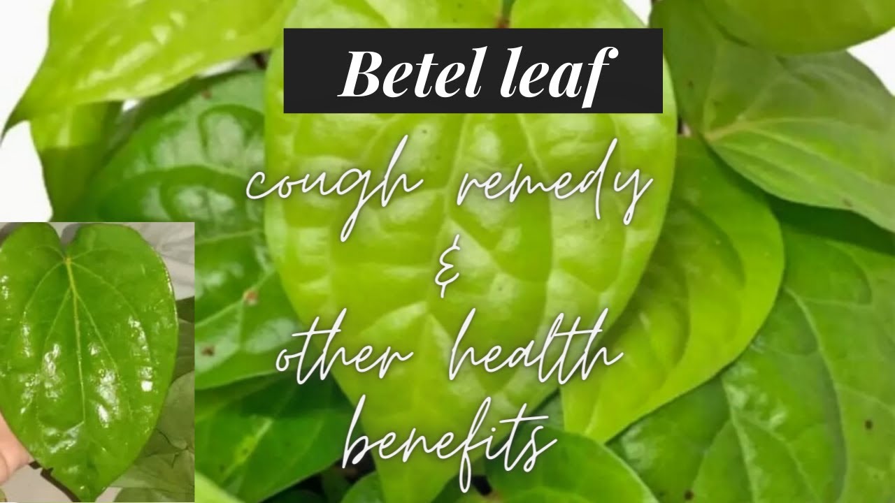 Betel Leaf| Gawed for cough remedy and other health benefits - YouTube