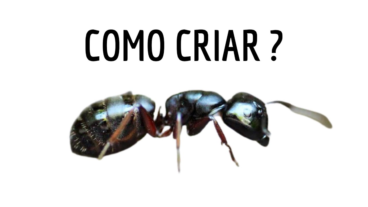 Vídeo Rápido - Como Criar uma Formiga Rainha em sua Primeira Fase ...