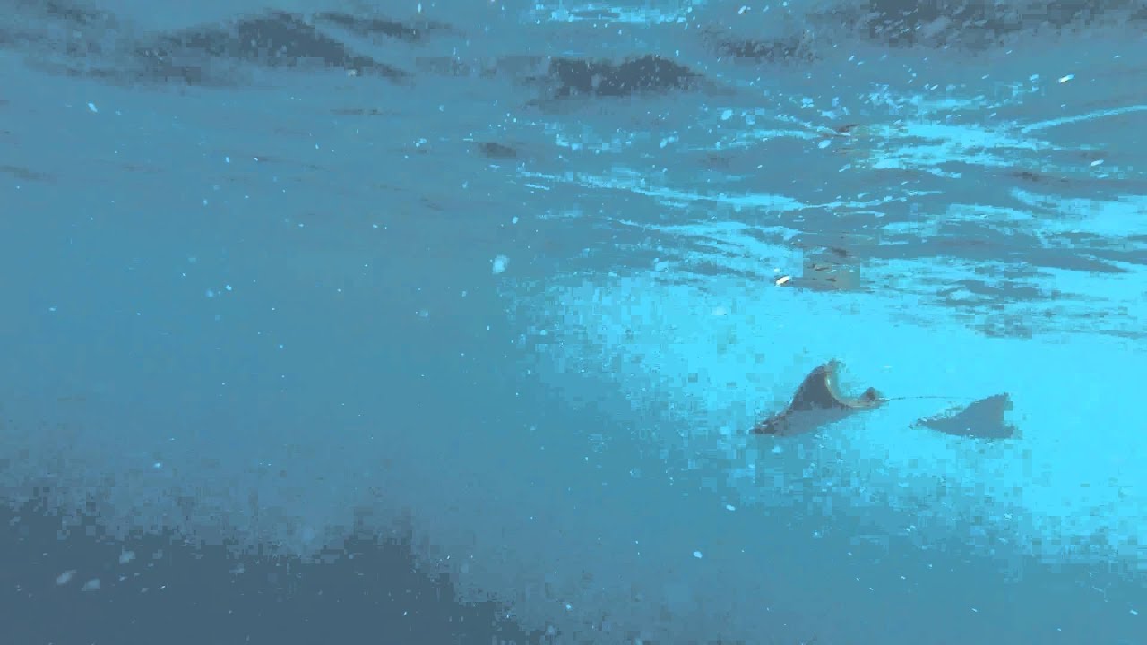 Baby Manta Rays - YouTube