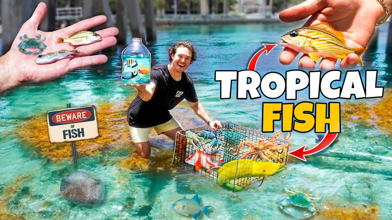 FISH TRAP Catches EXOTIC FISH and RARE INVERTEBRATES at Beach! (What's ...