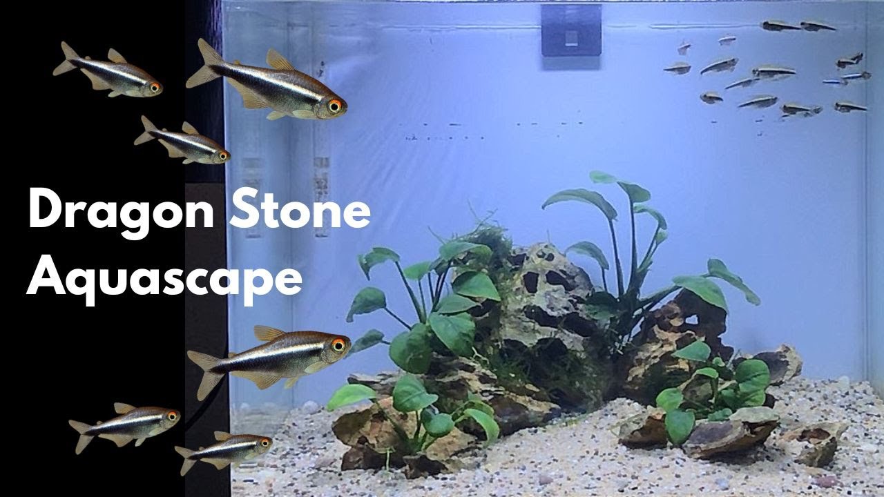 Simple Dragon Stone Aquascape. | Still Waters - YouTube