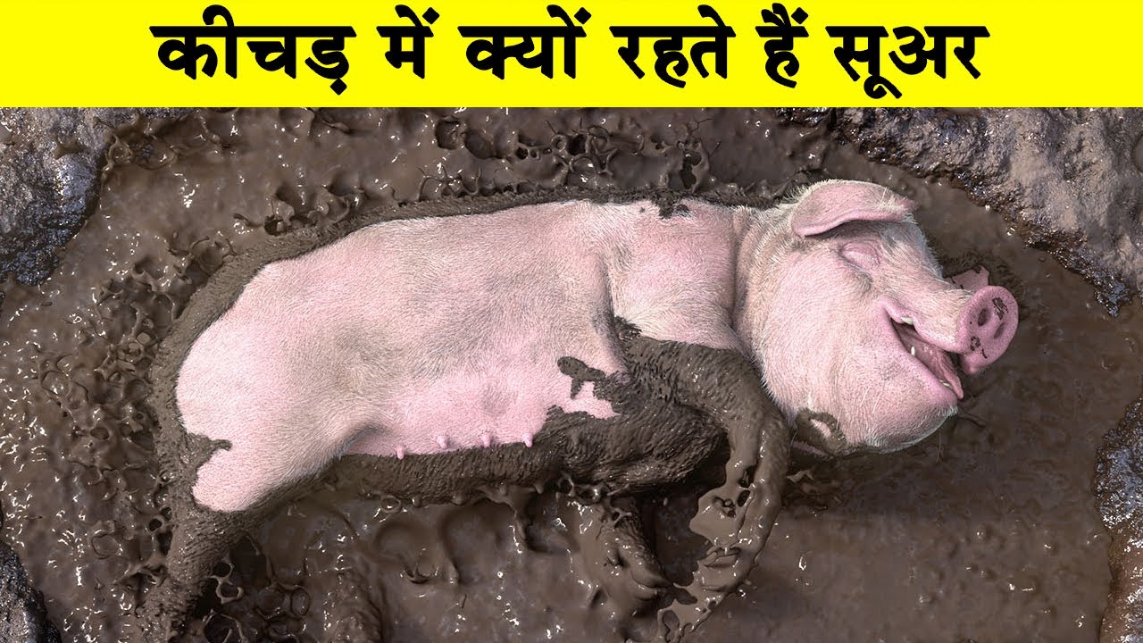 why-do-pigs-like-mud-most-amazing-facts