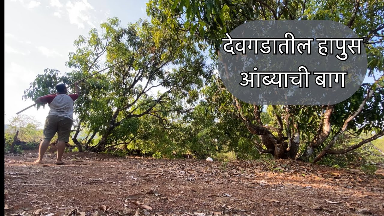 देवगडातील हापुस आंब्याची बाग | Original devgad hapus aambhey - YouTube