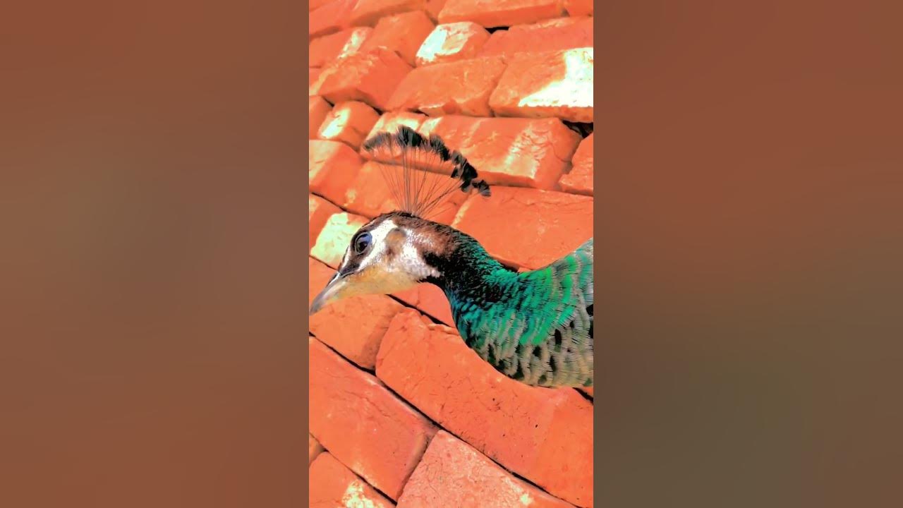 Peacock Dance Youtube