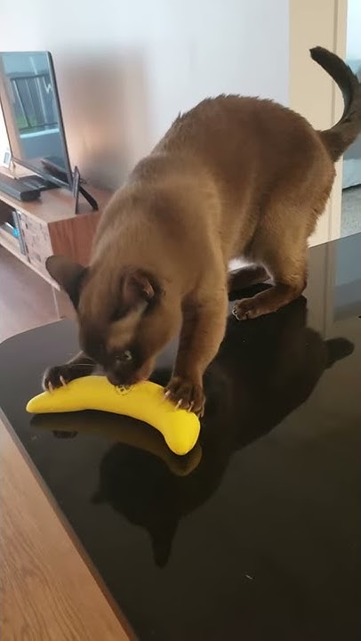 Cat toys catnip banana - YouTube