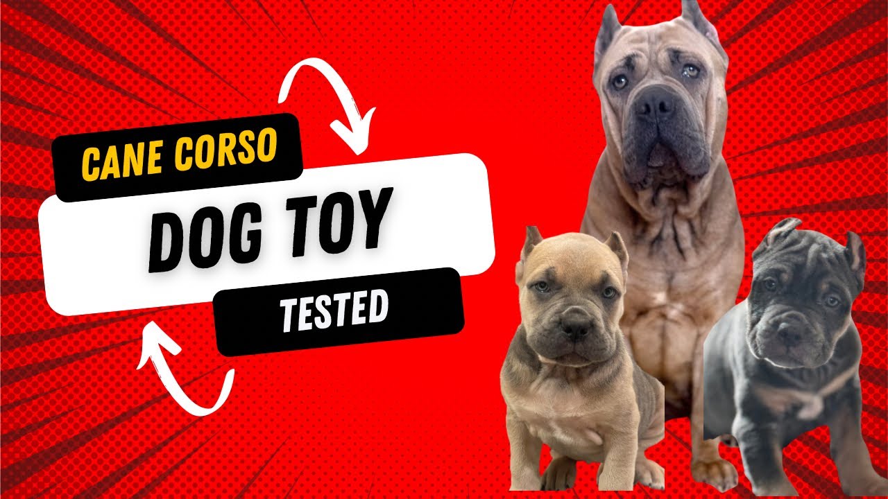 Cane Corso’s go through lots of toys! But we found one that kept them ...