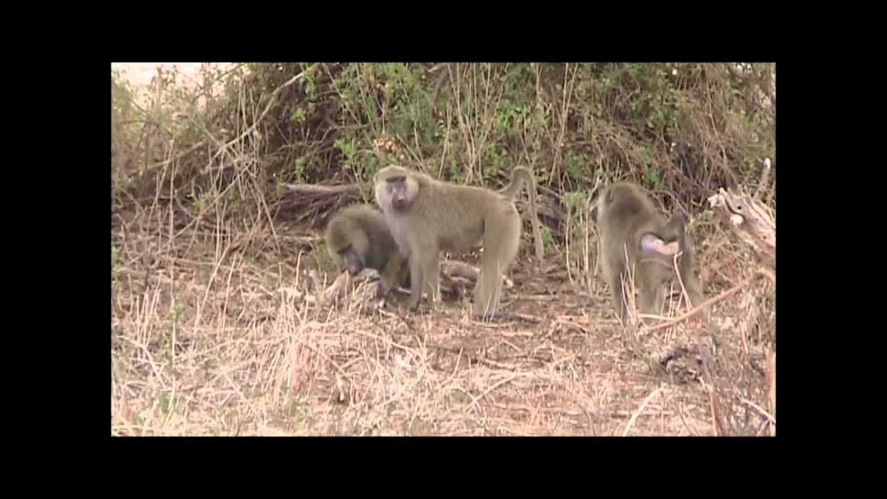Baboons eating meat - YouTube