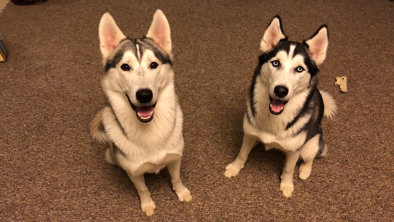 Husky Moving Update #1 - YouTube