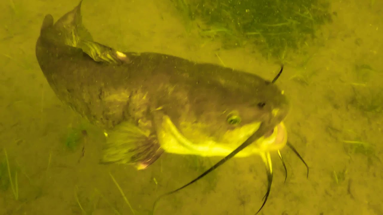 Catfish nest with parental care - YouTube
