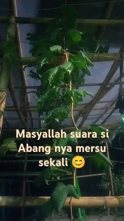 Masyallah Suara si Abang nya mersu sekali #ceksound #merdu # ... Masyallah Suara si Abang nya mersu sekali #ceksound #merdu # ...