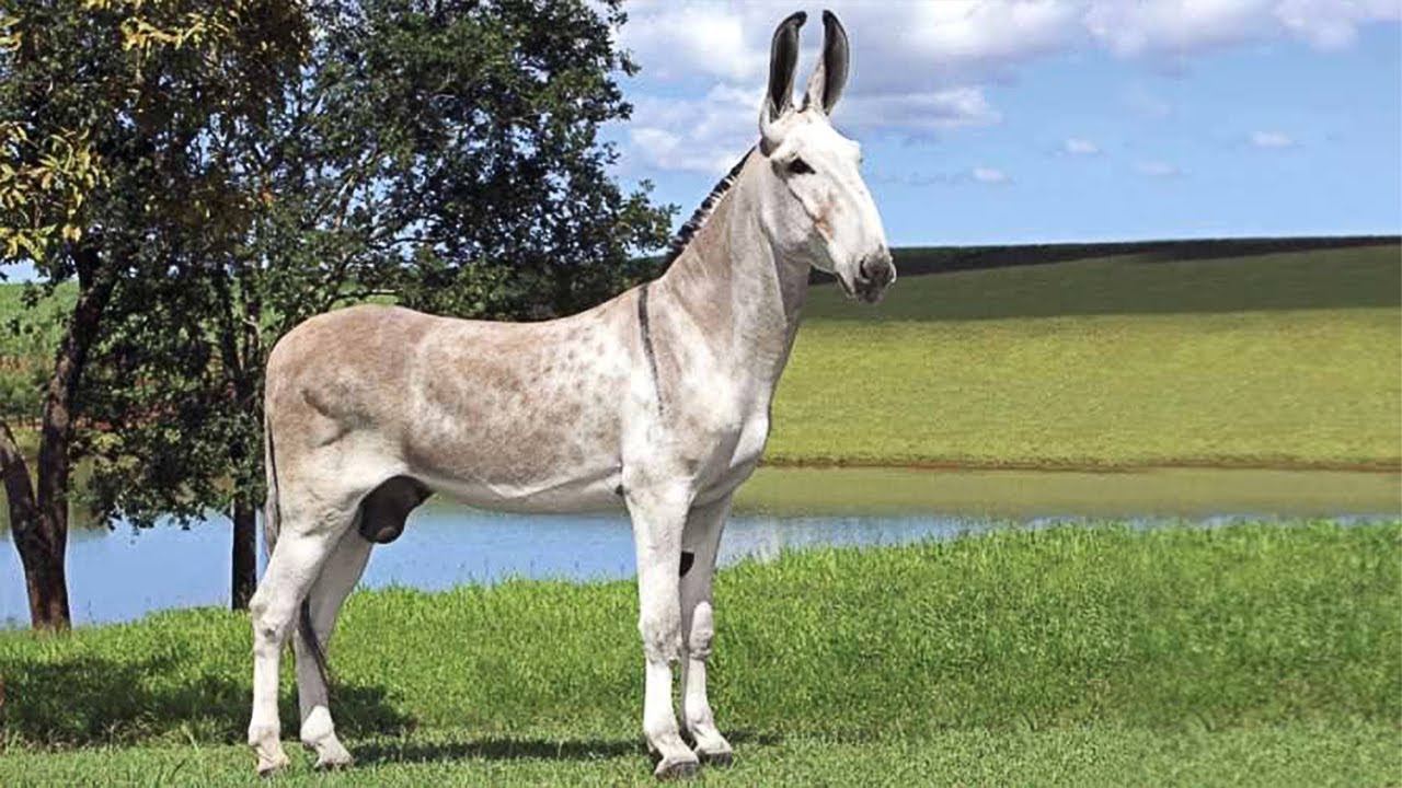¡Burro Pega! ¿Cómo Crían los Brasileños esta Raza de Burro? - YouTube