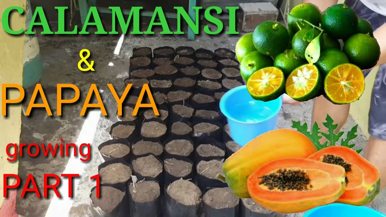 Growing Calamansi & Papaya seeds in seedling bags.. - YouTube
