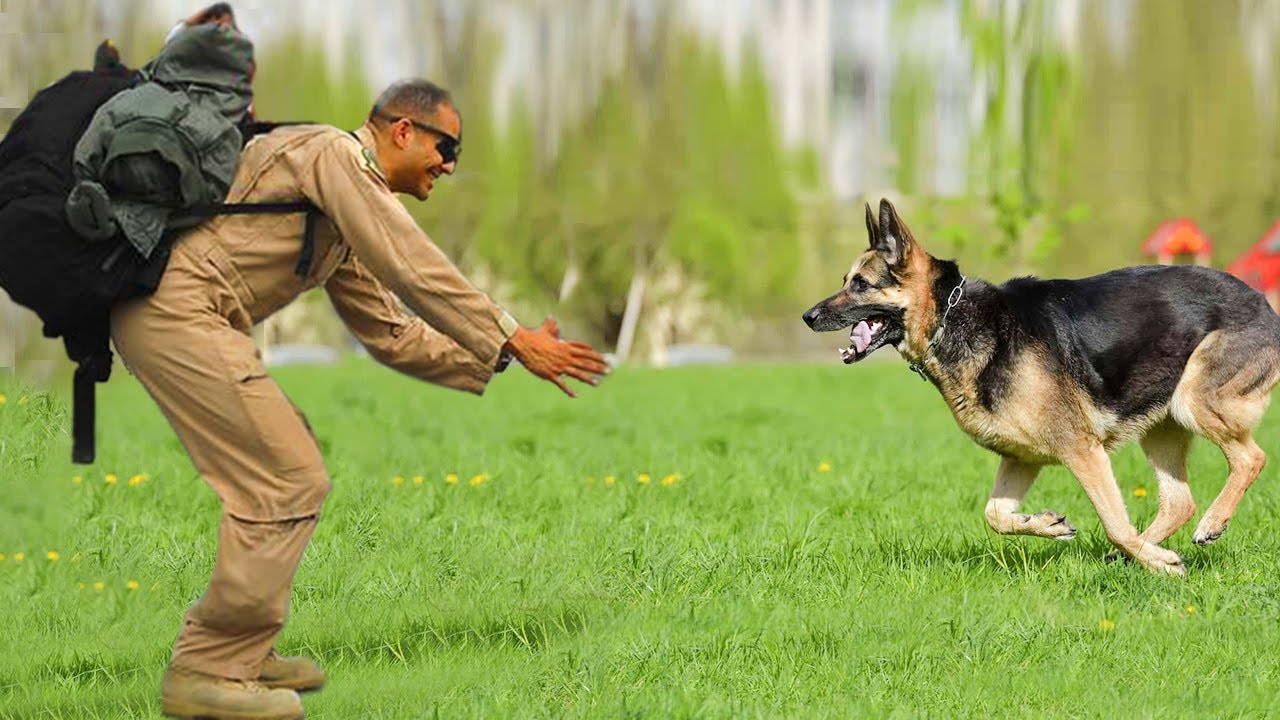 Most Priceless Moments When Dogs Reunions with Their Owners That Will ...
