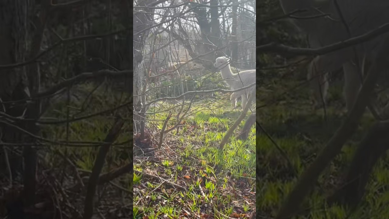 Alpaka eating birds singing #alpaca #nature #denmark #cute #farmlife # ...