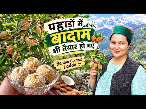 || Kinnaur Almond Harvest || Badam Coconut Laddu Recipe ||