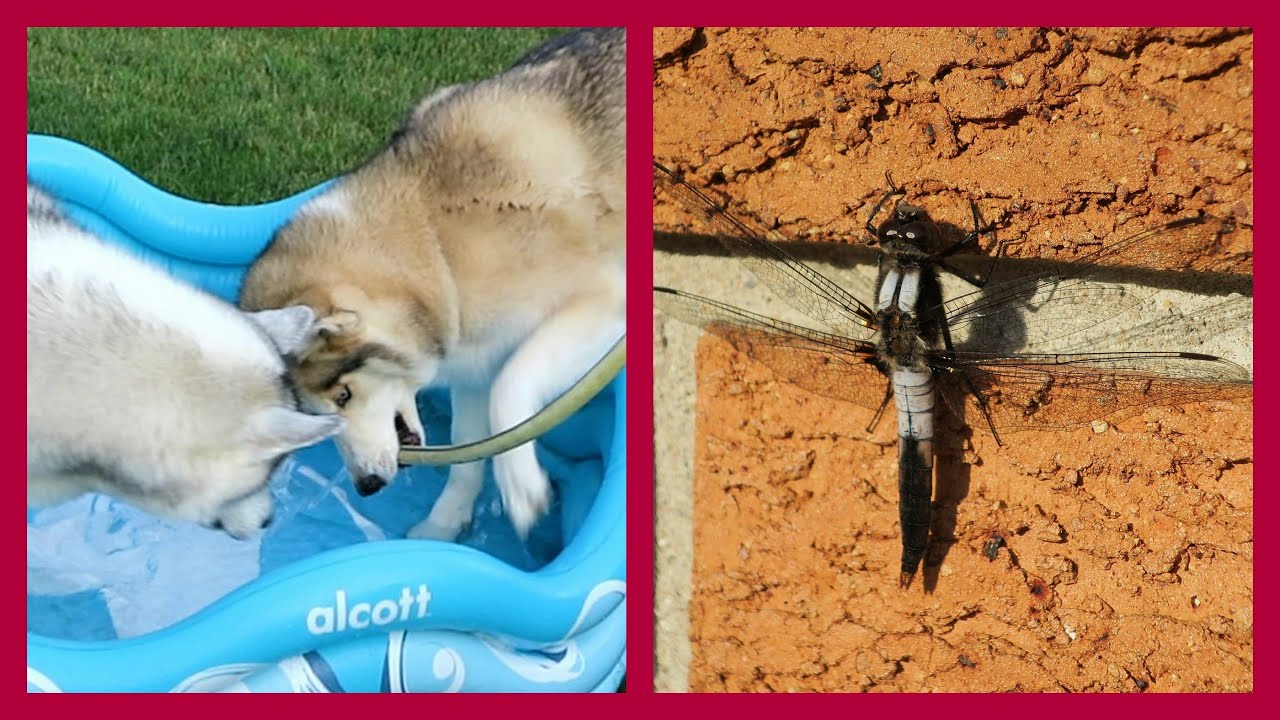 GIANT DRAGONFLY and HUSKY POOL TIME - YouTube