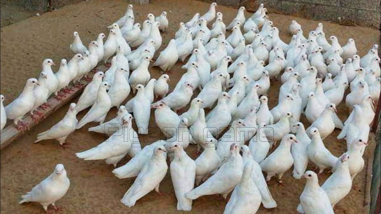 Amazing Best and BIGGEST Pigeon farm | fancy pigeon loft - Flying time ...