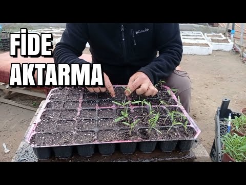 Fide Şaşırtma Nasıl Yapılır?