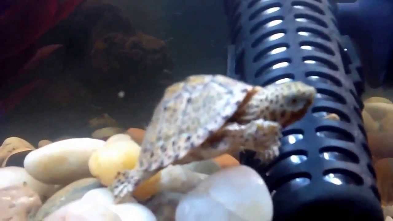 Razorback musk turtle hatchling in his new home:) - YouTube