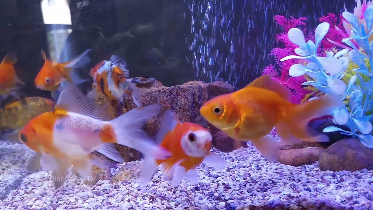 Beautiful Colour Fish Collections Part 4 - Pets Discovery TV - YouTube