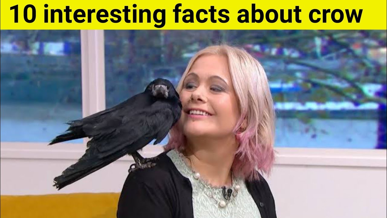 10 Interesting Facts About Crows | Crow History In English - YouTube