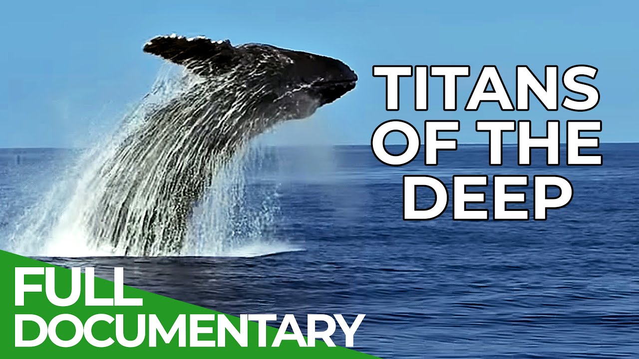 Titans of the Deep - The Fascinating World of Whales | Free Documentary ...