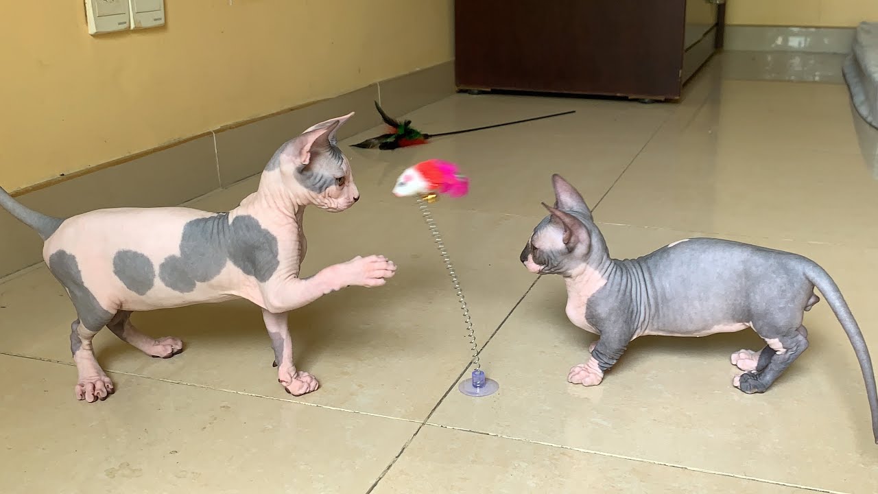 Sphynx cat vs Mouse Toy 🤪 | Sphynx Kittens - YouTube