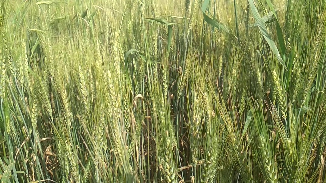 My Wheat Crops 2020 | Use Free No copyright | use Background Video ...