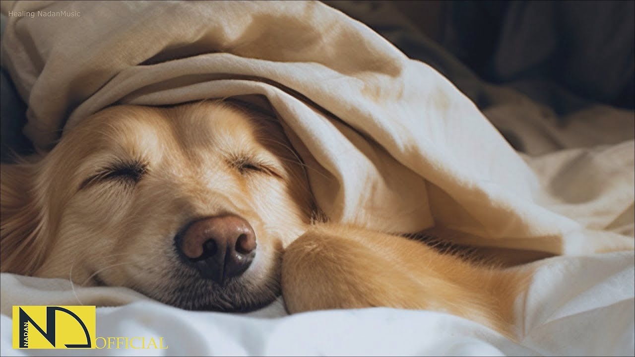 20 HOURS of Deep Sleep Dog Calming Music💖🐶Separation Anxiety Relief💖🐶 ...