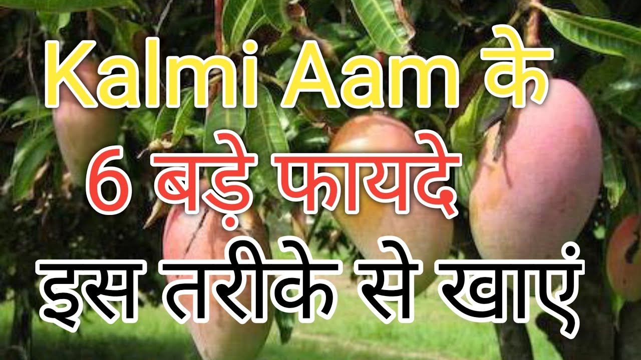 Kalmi Aam की 6 बड़ी खूबियां🩸Kalmi Aam ke fayde kya hai🩸Kalmi Aam kaun ...