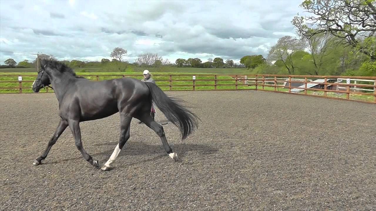 bilateral stringhalt pre surgery - YouTube