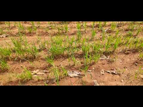 50)1,10 acre Mt land red soil tar road approach B & m highway 3 km rate ...