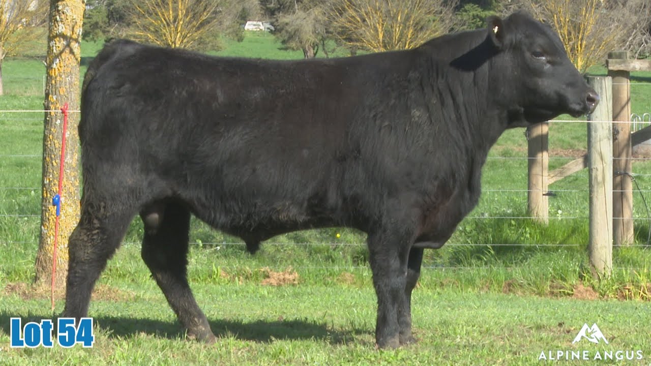 Lot 54 Alpine Marvel CGK22T092 - YouTube