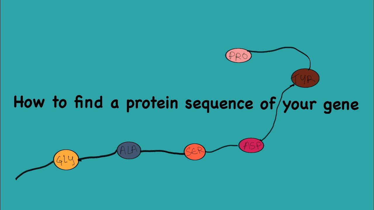 How to find a protein sequence of your gene of interest - YouTube