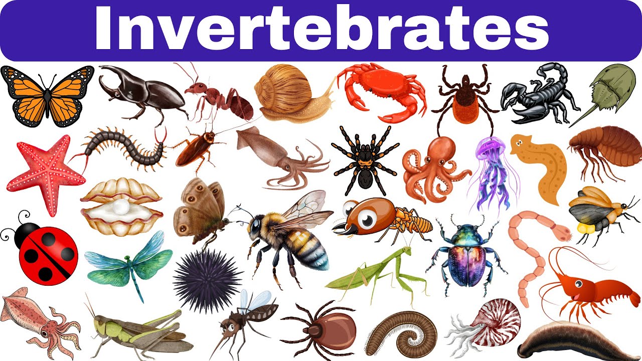 Invertebrates Vocabulary || 50 Incredible Invertebrates in English with ...