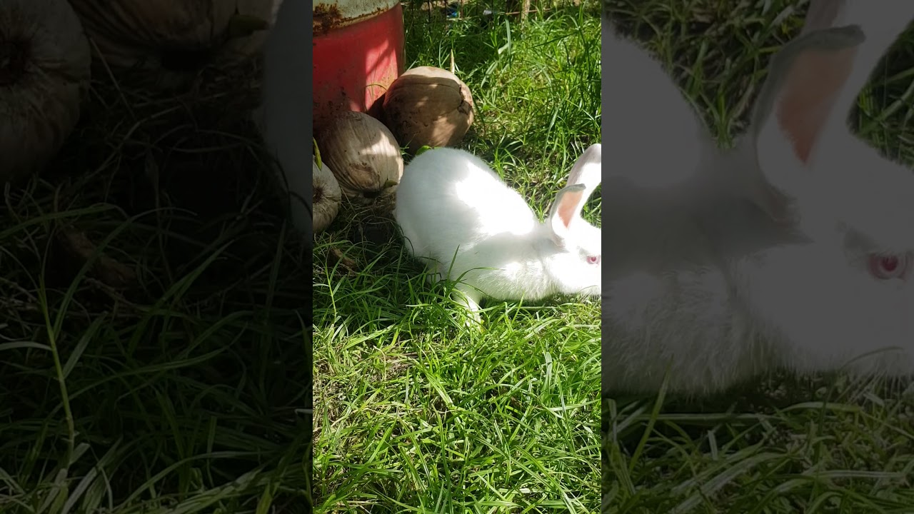 My white rabbit: free range raising of rabbits - YouTube