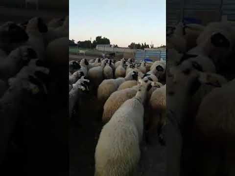 Sakızlarımızla akşam keyfî