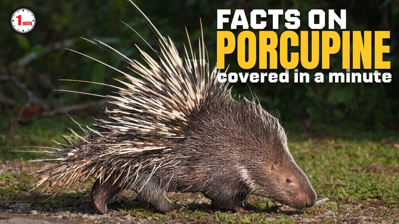 How Porcupine Quills & Defense Work? - YouTube
