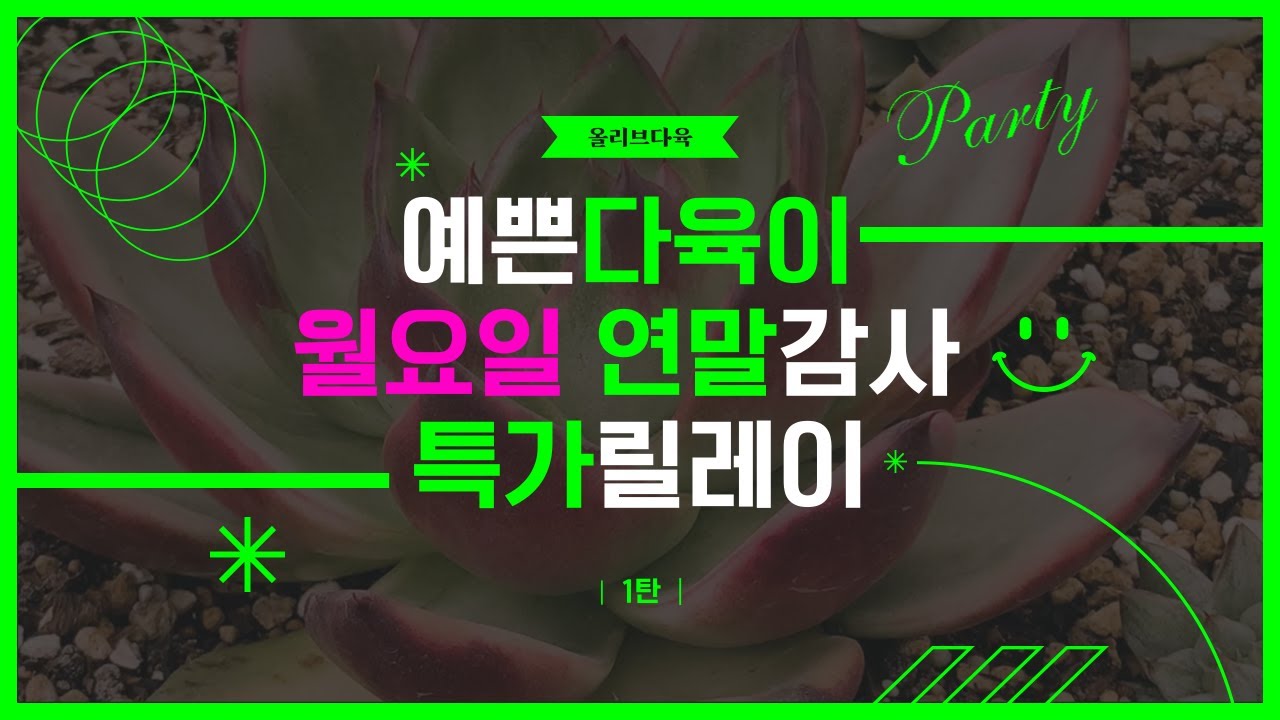 판매완료 12월 19일 월요일 예쁜 다육이 연말특가 릴레이 1탄 다육이 금다육 다육이키우기 다육이창 Youtube