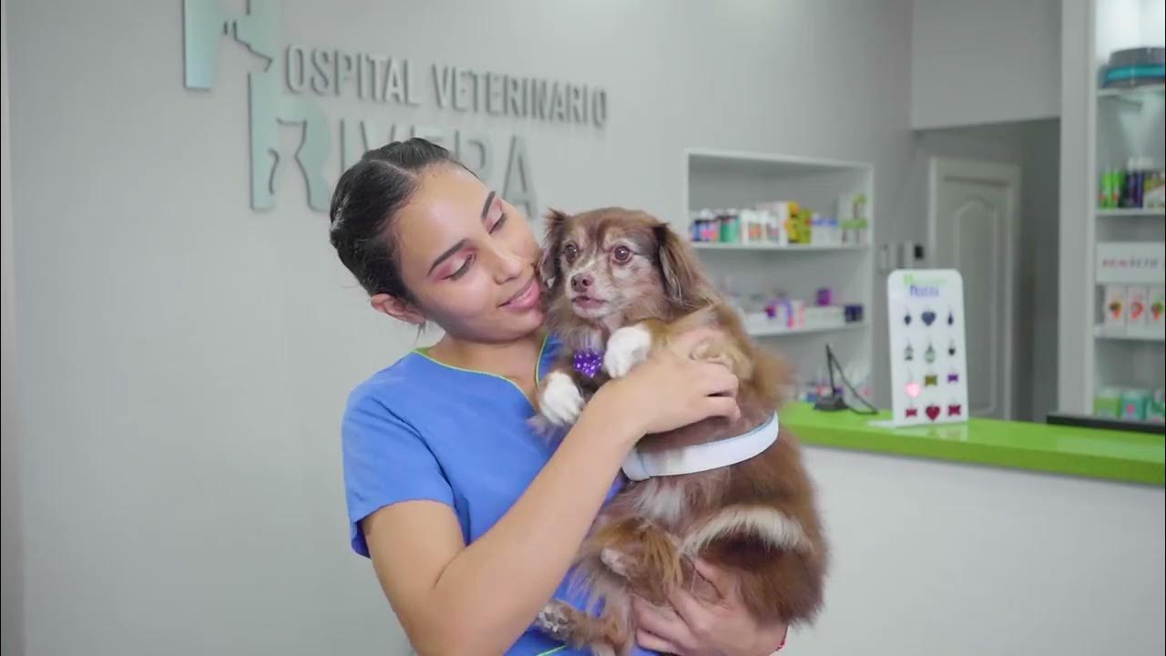 Hotel y Área para gatos en Hospital Veterinario Rivera HN - YouTube