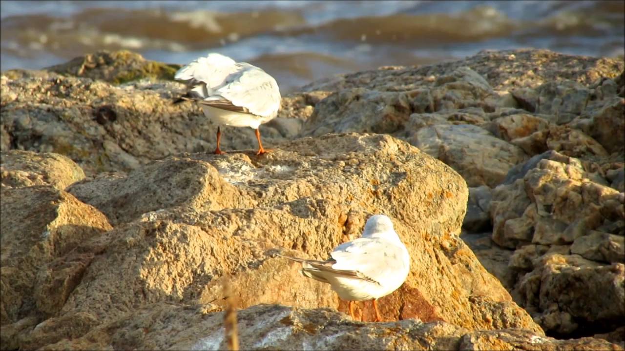Snowy-crowned Tern (Sterna trudeaui). Uruguay Dec 2015 - YouTube