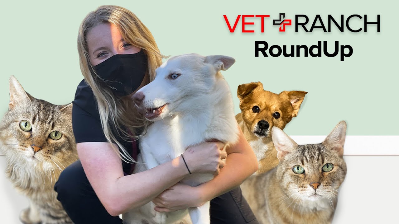 Meet Melody and her furry family in VET RANCH ROUNDUP! - YouTube
