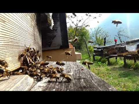 Arı sesi , Arı nasıl ses çıkarır , arı sesi dinle  ,arı sesi nasıl olur #arı #arısesi #arısesidinle