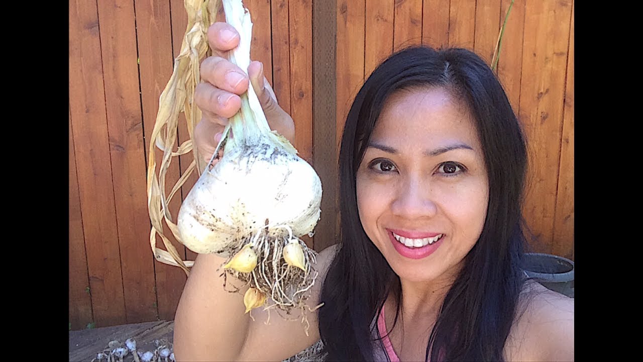 What are Elephant Garlic Corms? - YouTube