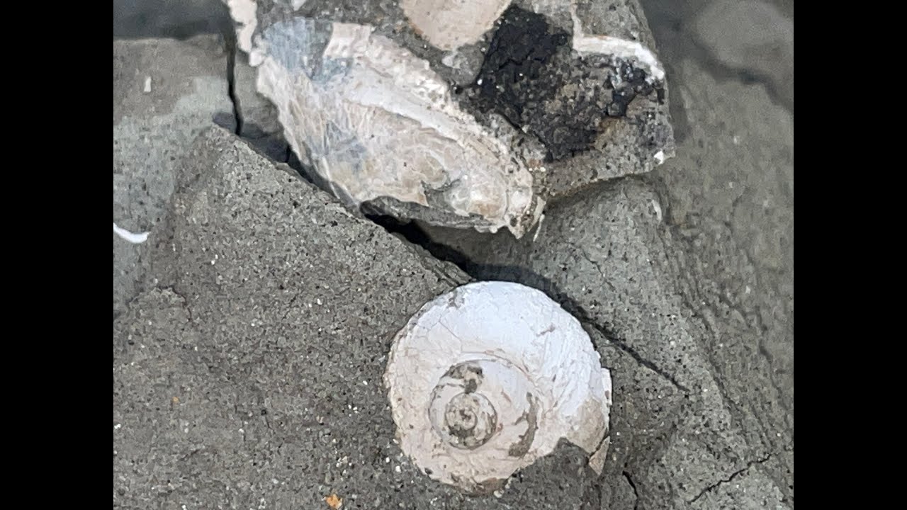 We found fossils near the Vance Creek Bridge - YouTube