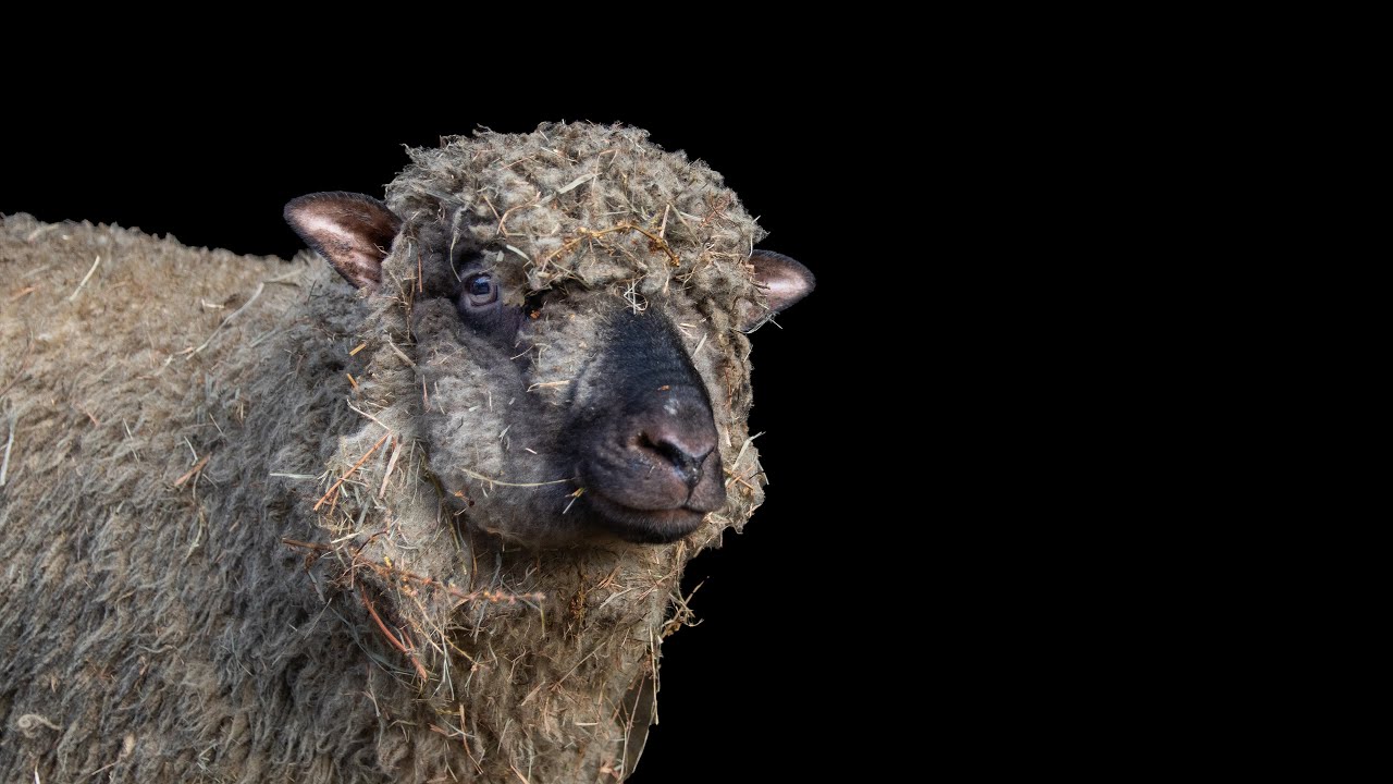 Sheep Mehh Sound Effect HD - YouTube