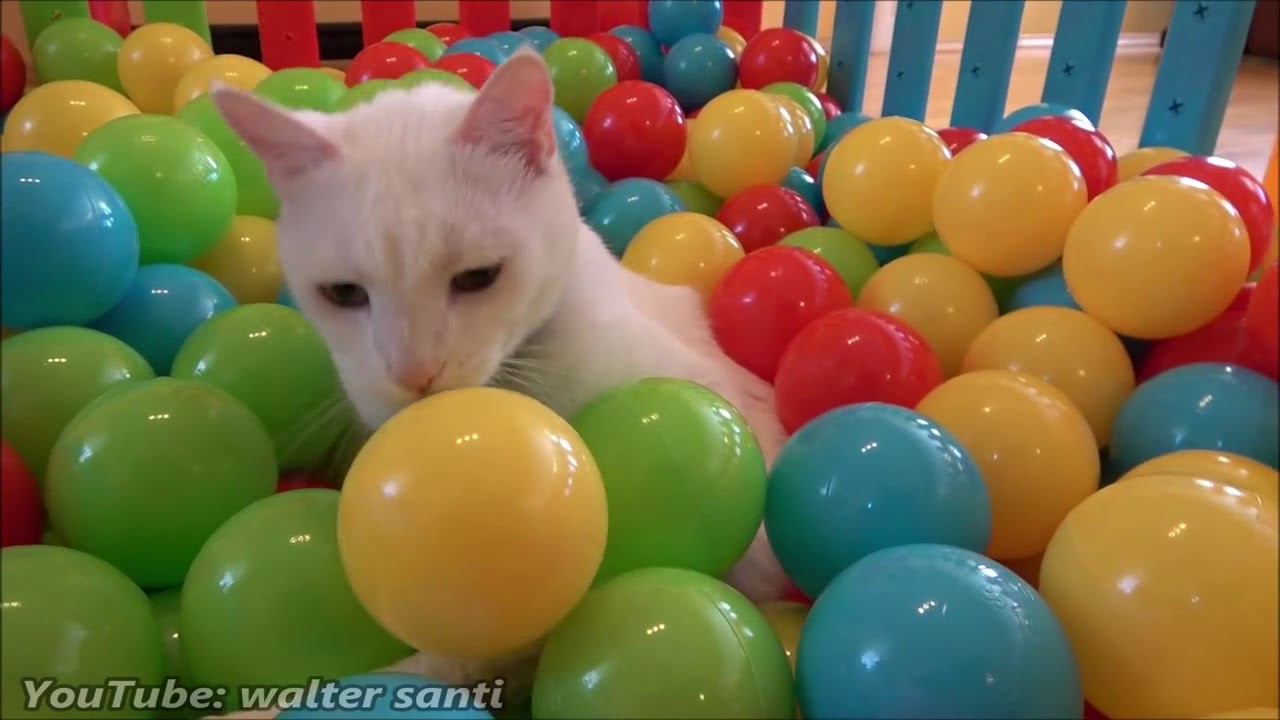 Two Cats playing Balls in a Ball Pit !! - YouTube