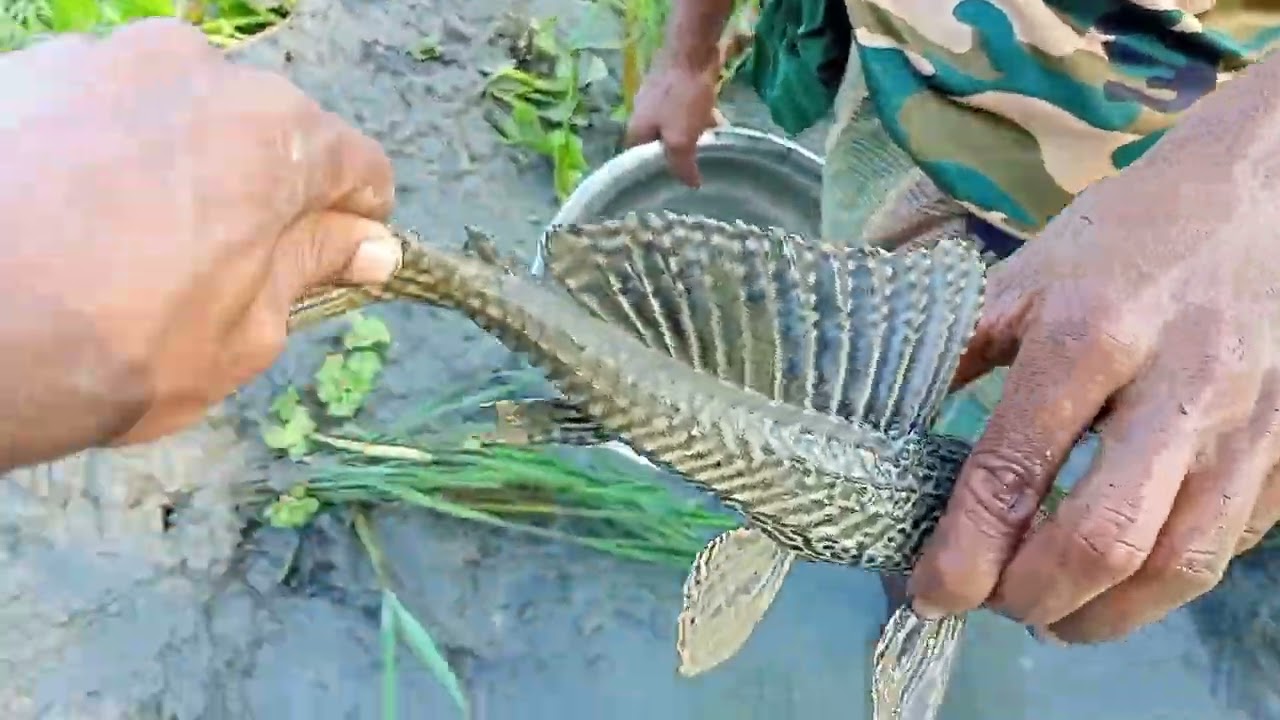 Mud water fishing | Viral village fishing #fishing - YouTube
