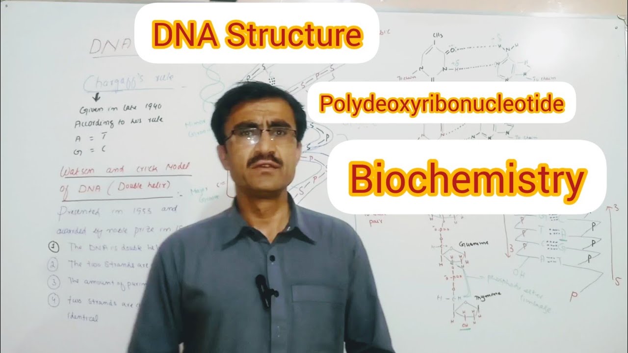 DNA structure: polynucleotide biochemistry - YouTube